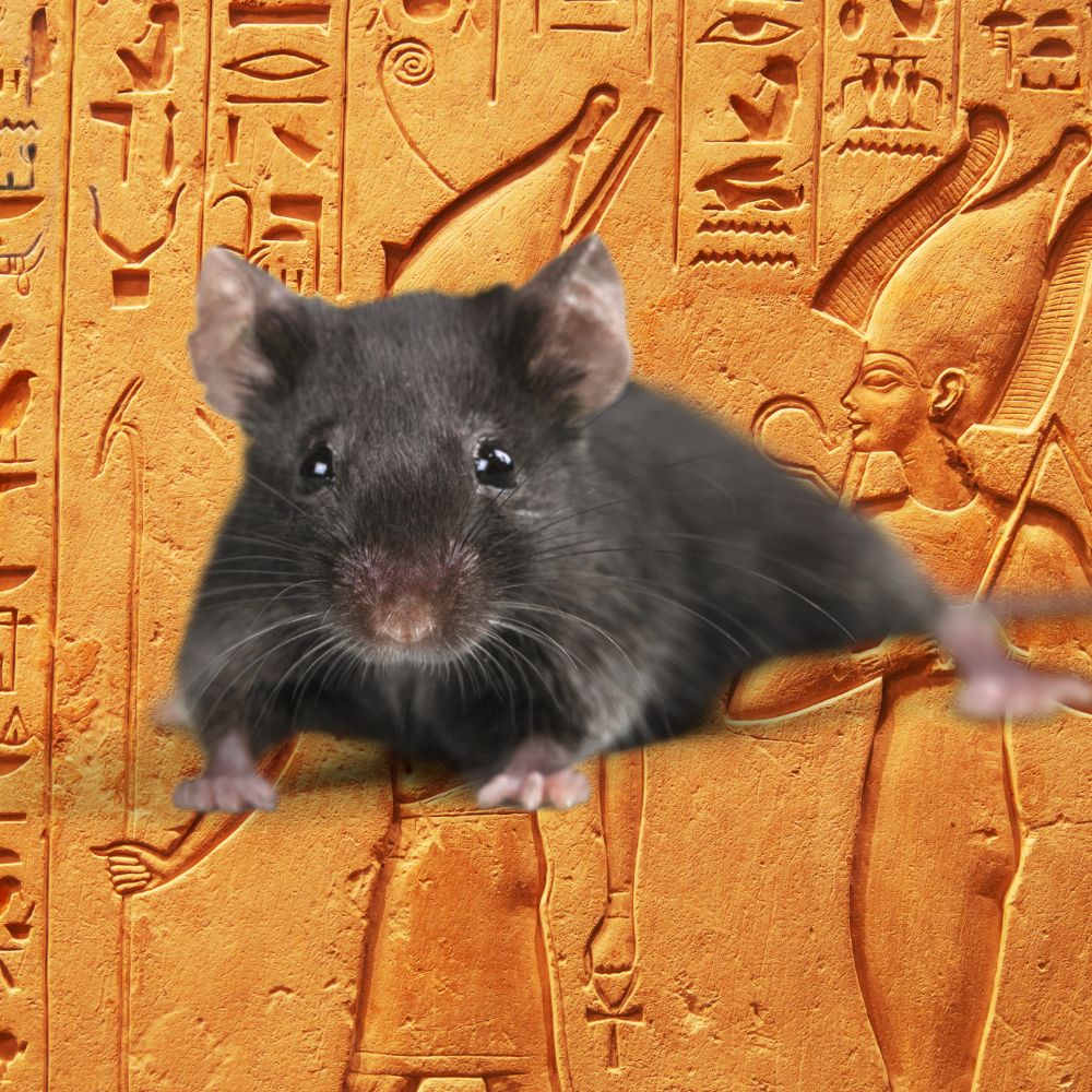 How Rat Traps Have Evolved Over the Years – froboo